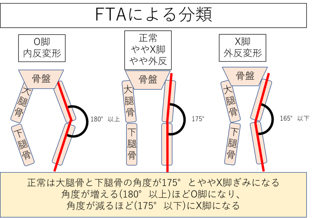 O脚やX脚を判断するための基準とは？ ～FTAやミクリッツ線を理解しよう～ | 理学療法士が作る「膝関節」の勉強部屋